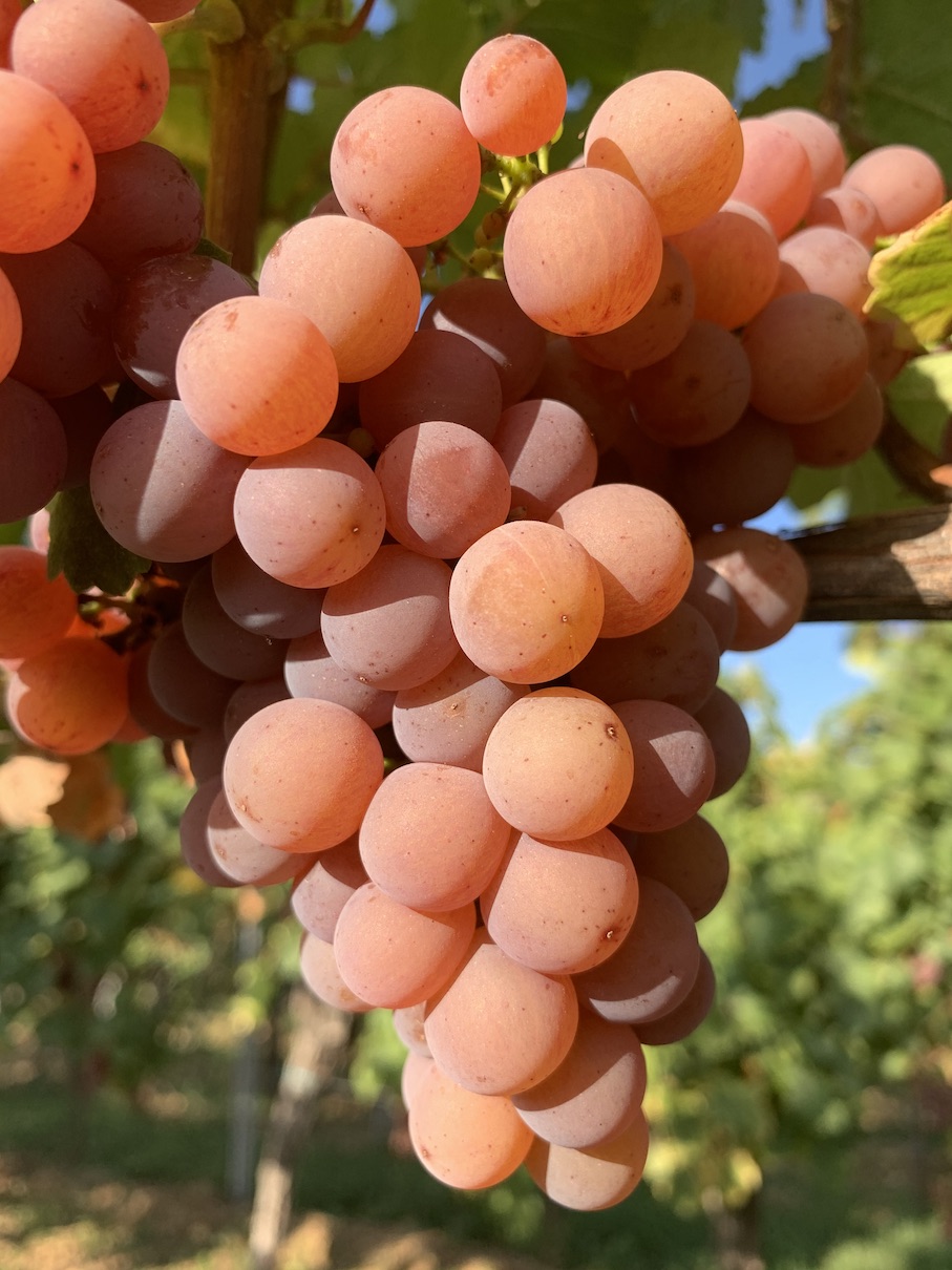 Mitgliederliste - GDW e.V.